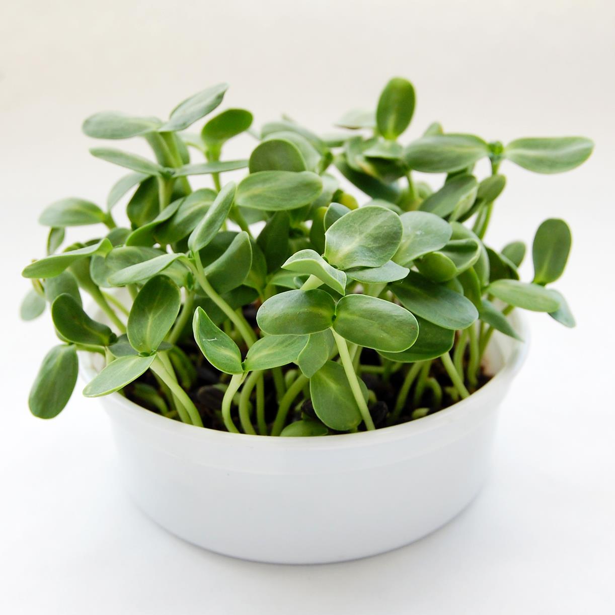 How to grow fast, fun, and easy microgreens - The Charlotte Post